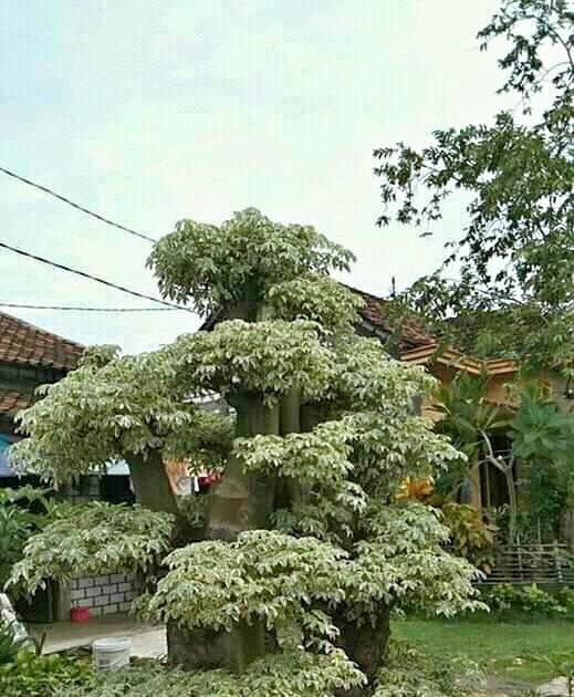 JUAL BONSAI RANDU VARIGATA - Jasa Pembuatan Taman
