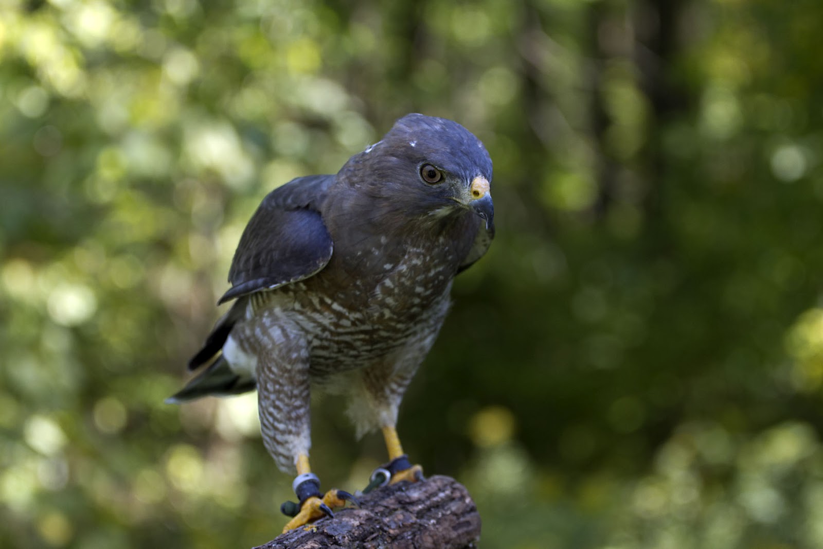 Ann Brokelman Photography: Broadwing Hawks at Algonquin and Mountsberg ...