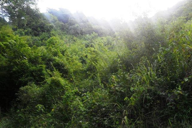 BIONEL: AS MATAS E OS PEQUENOS PRODUTORES RURAIS