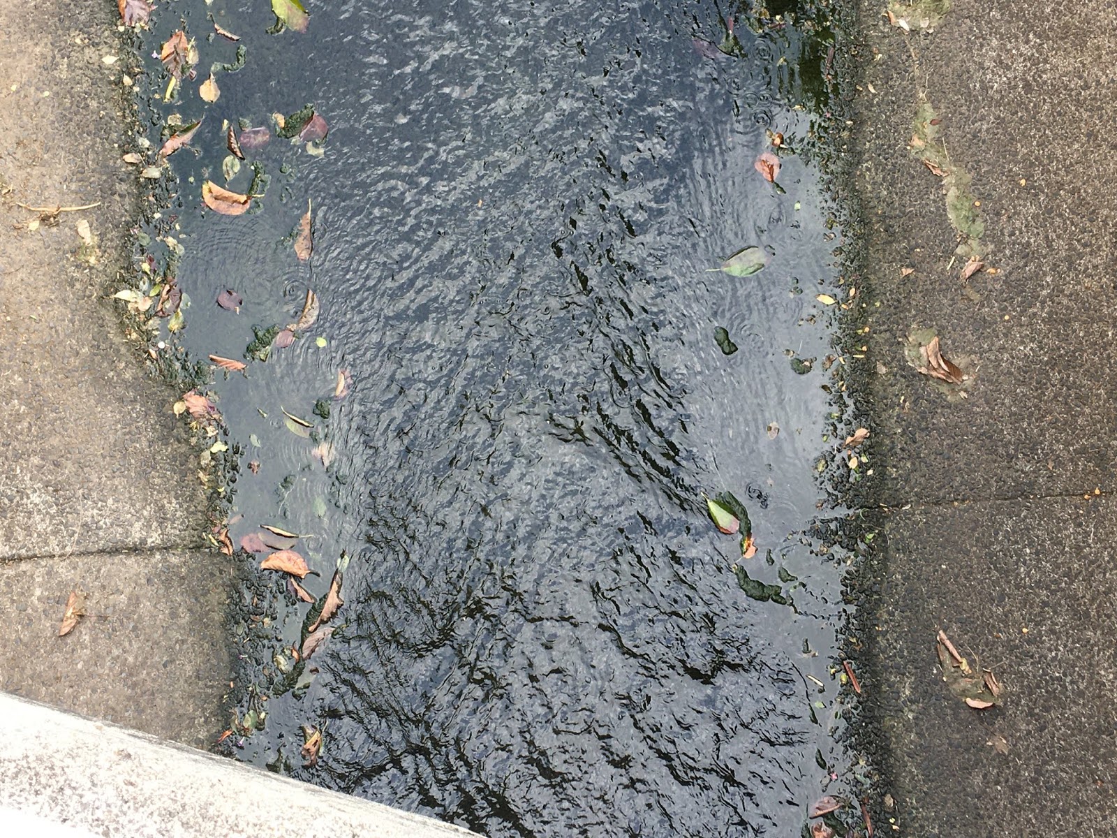 Video: Pukele, Wai‘oma‘o, Palolo Streams