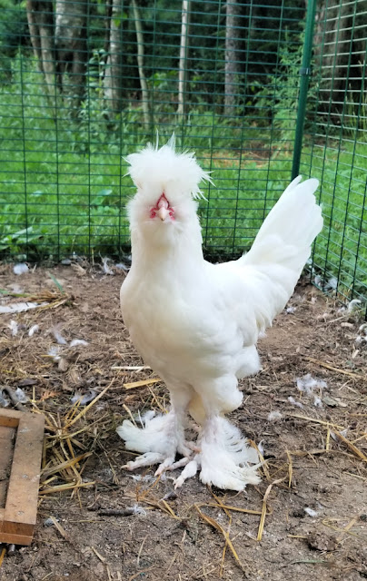 Meet Delilah the White Sultan | Our First "Fancy" Chicken - Fresh Eggs ...