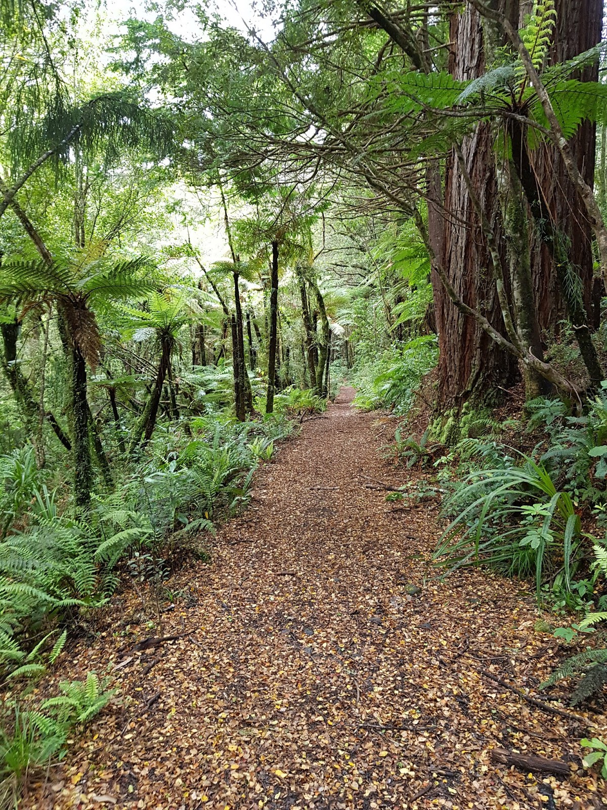 Tramping the Tararuas: Blue Range Hut