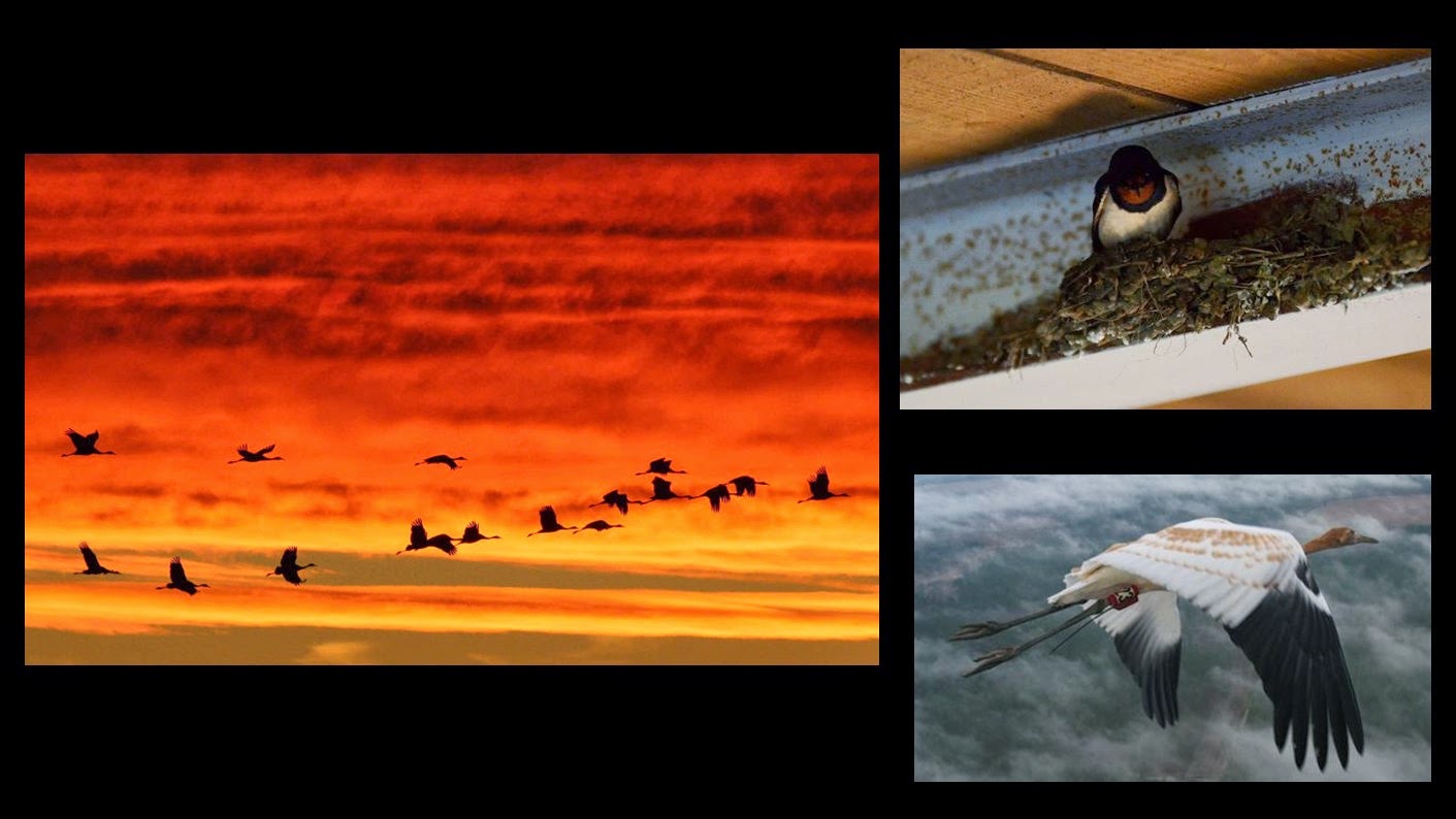 Le labo d'Anissa - SVT: Chapitre 1 : Le peuplement animal au cours des ...