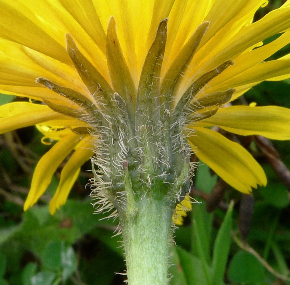 Violets and others: Rough Hawkbit vs Lesser Hawkbit Phyllaries.