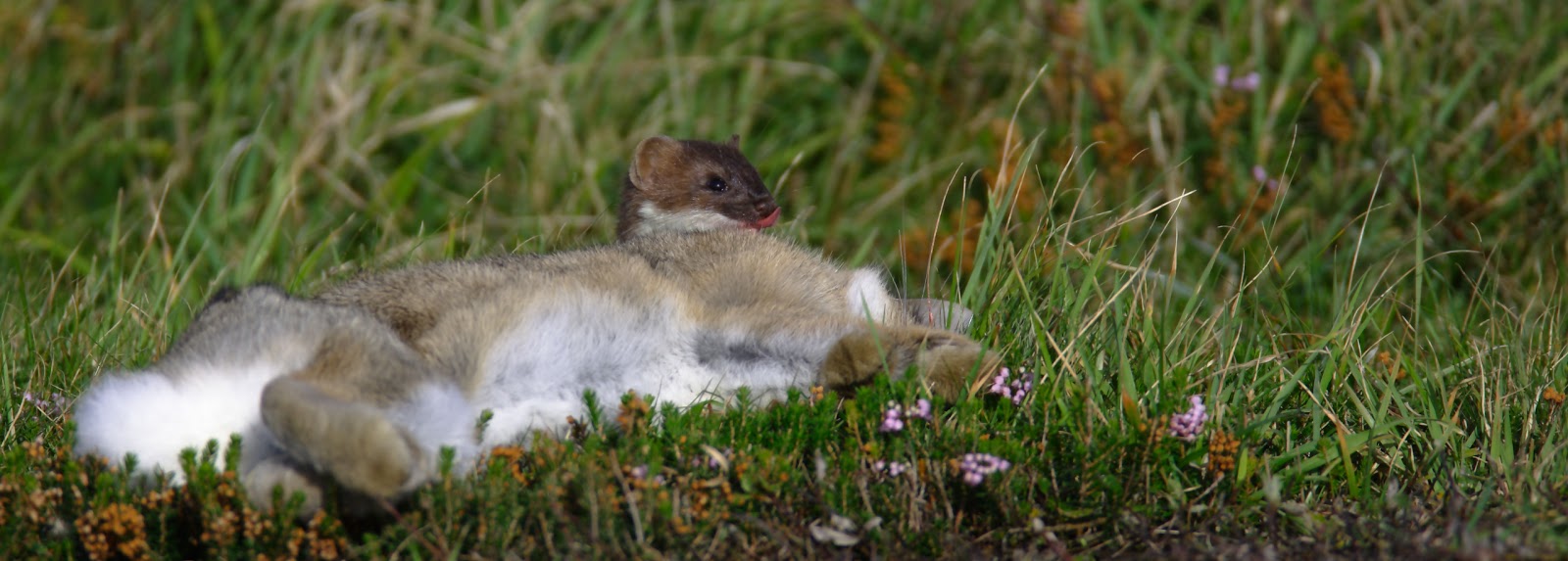 Wildlife in Cornwall: Stoat Rabbit Kill !!! ( Mustela erminea)