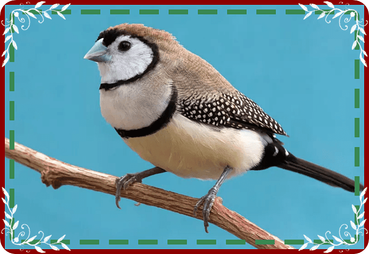 Owl Finch (Bicheno Finch)