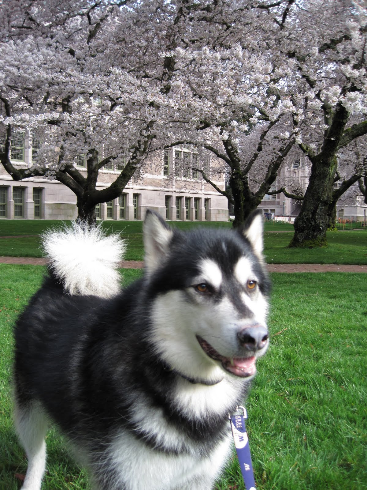 A Dawg's Life: You know it's Spring quarter at UW when the cherry trees ...