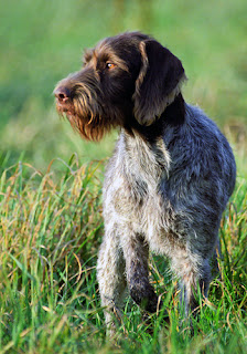 Pointing Dog Blog: Breed of the Week: The Stichelhaar