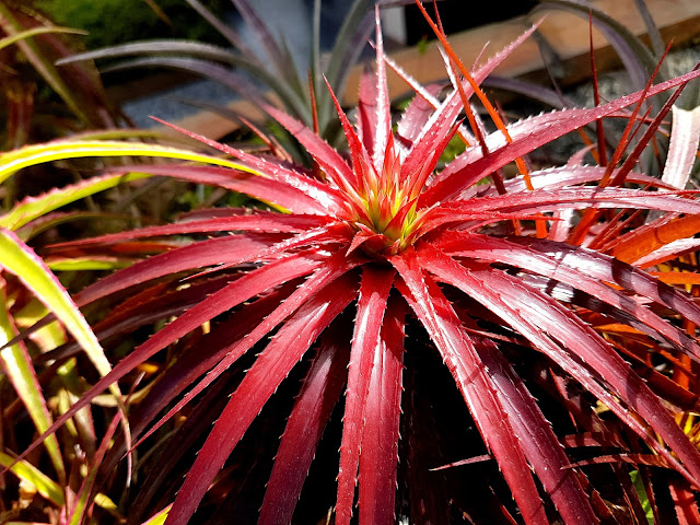 Dyckia Brazil: Sincoraea navioides, a splendid Dyckia company