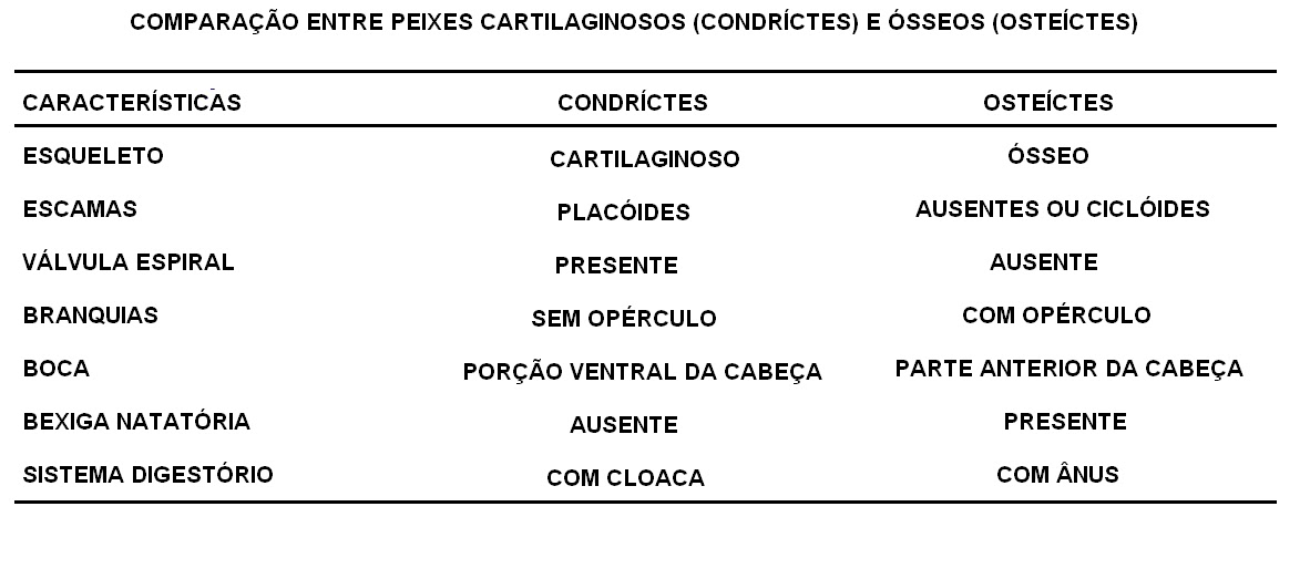BIOLOGIA PARA A VIDA : COMPARAÇÃO ENTRE PEIXES CONDRÍCTES E OSTEÍCTES