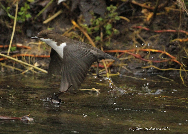 Old Man of Minsmere aka John Richardson: Black Bellied Dipper at Thetford