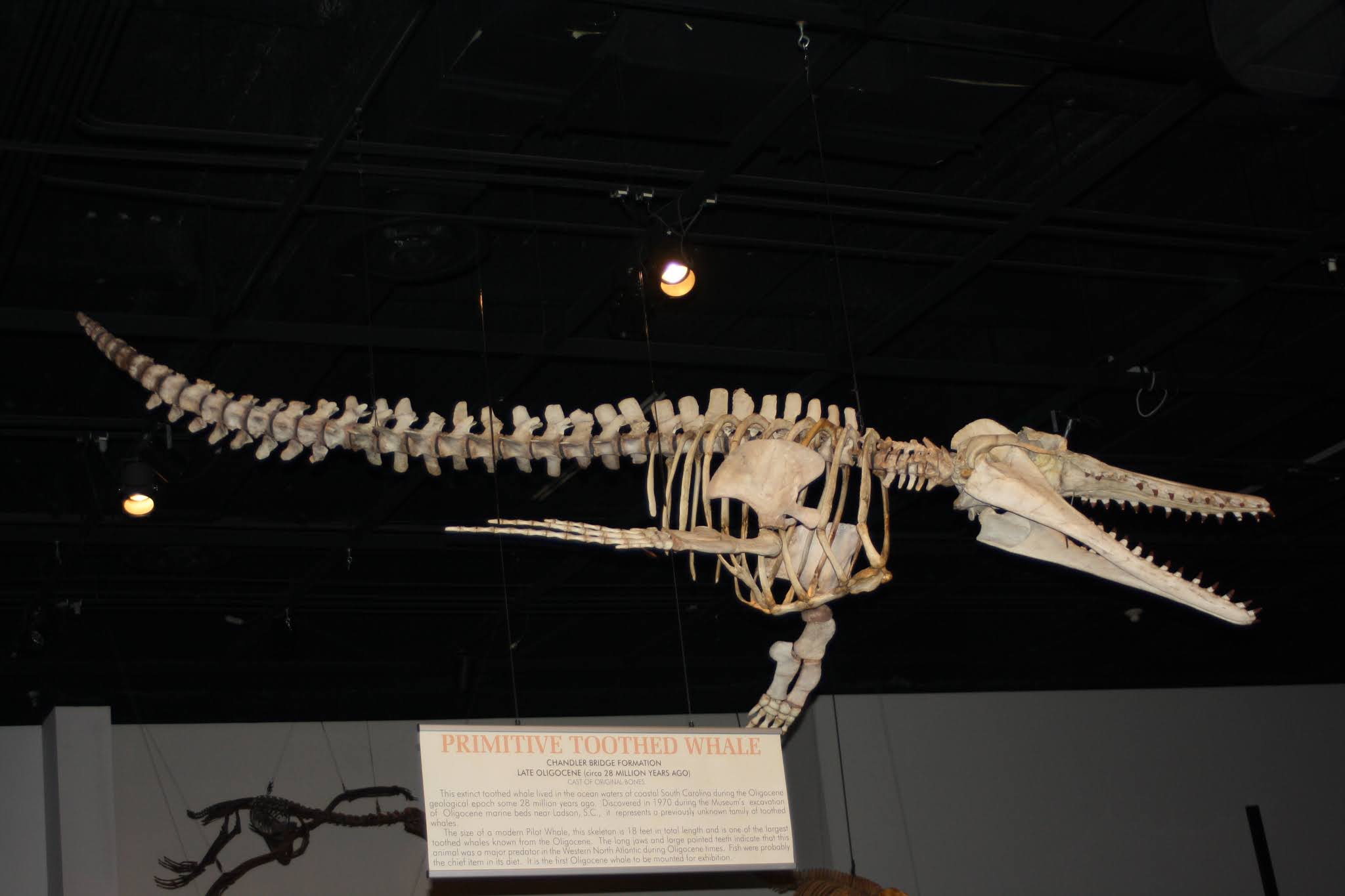 The Coastal Paleontologist: Ankylorhiza tiedemani, a giant dolphin from ...