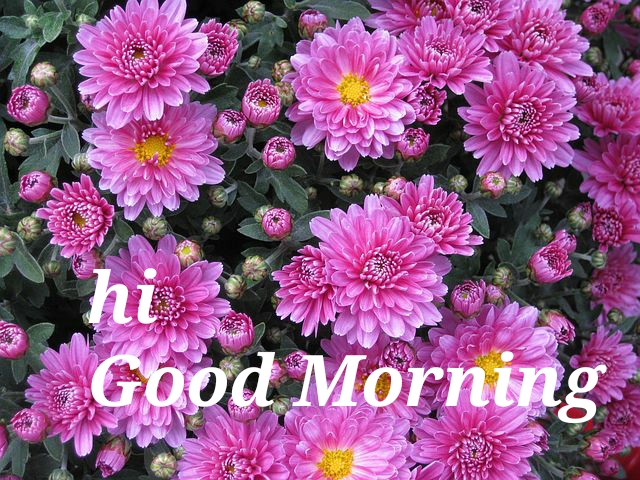 Top 10 Good Morning Images greating Pictures,Photos for Whatsapp - Good ...