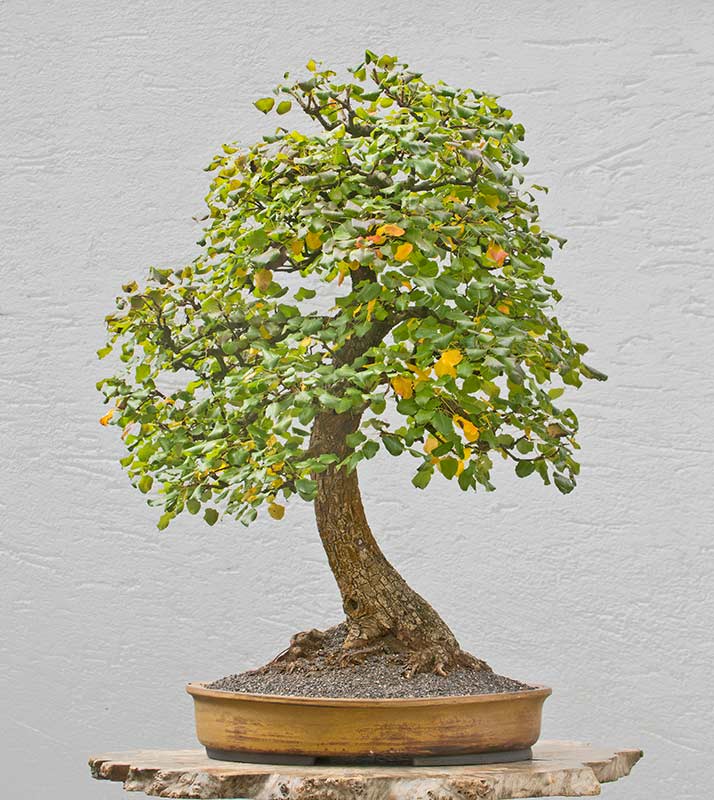 Walter Pall Bonsai Adventures: Wild pear #1