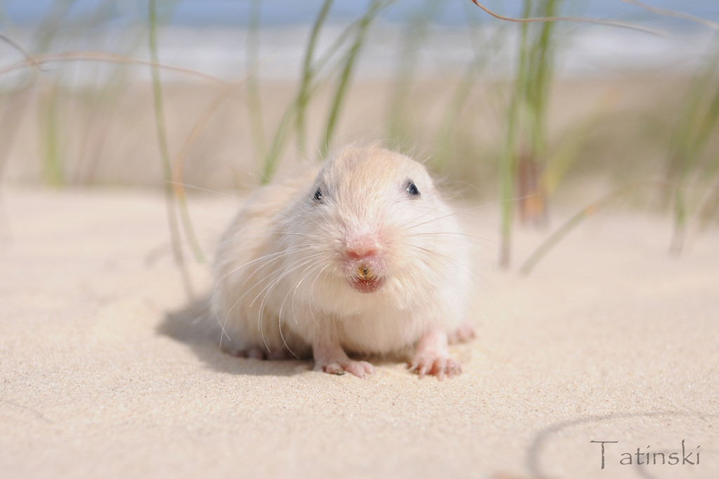 Ecos Costeiros: Tuco-tuco