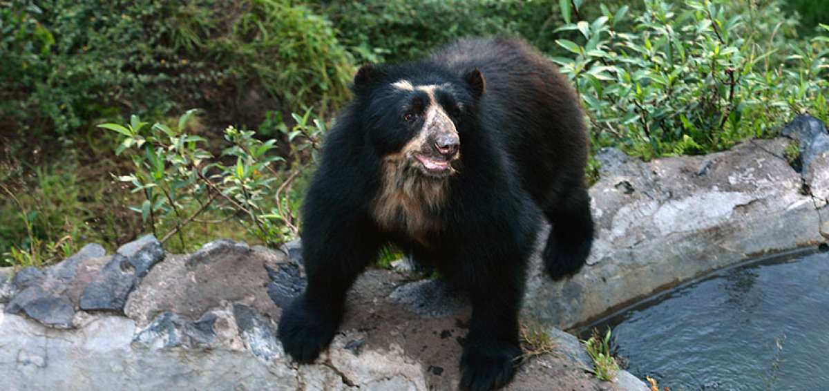 Parque Nacional Sangay