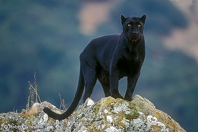 Die Ratten [1969 TV Movie] - managerbf