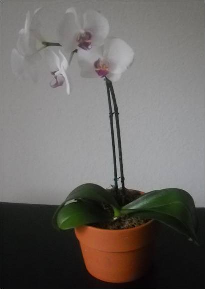 La Doctora De Las Plantas: Orquídeas, colocación de tutores