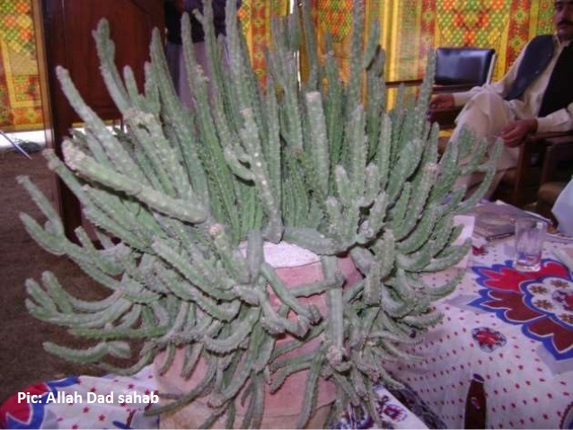 Caralluma Fimbriata / Tuberculata - Choongan - Pamankay - Bitter Cress ...