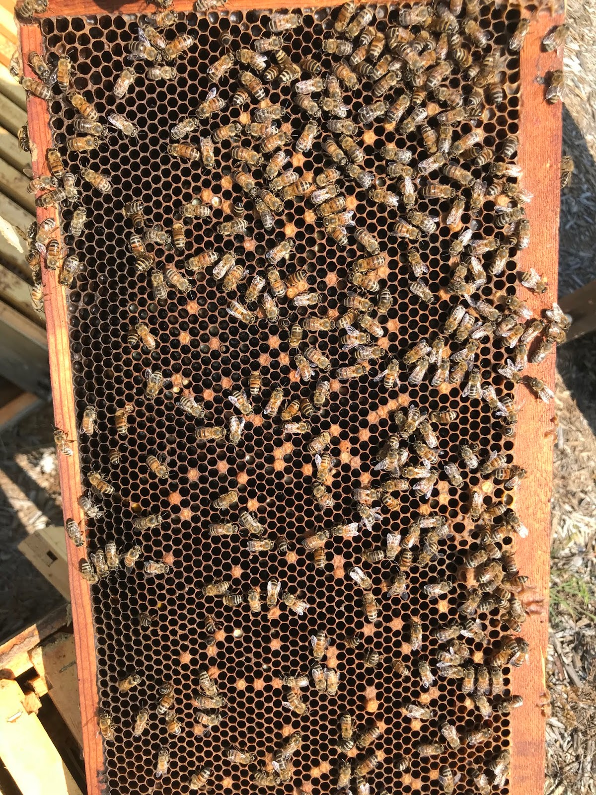 The Family Ware: A Sick Beehive