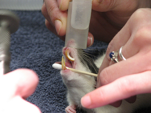 Bento Rats: Teeth Trimming Pt. 2