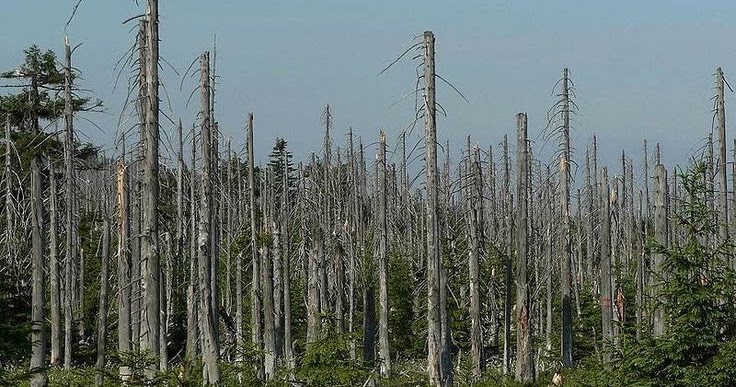 Plant Life: Acid Precipitation