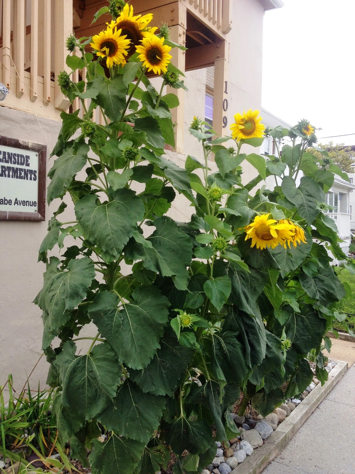 Diary of an Apartment Manager: Sunflowers R.I.P.