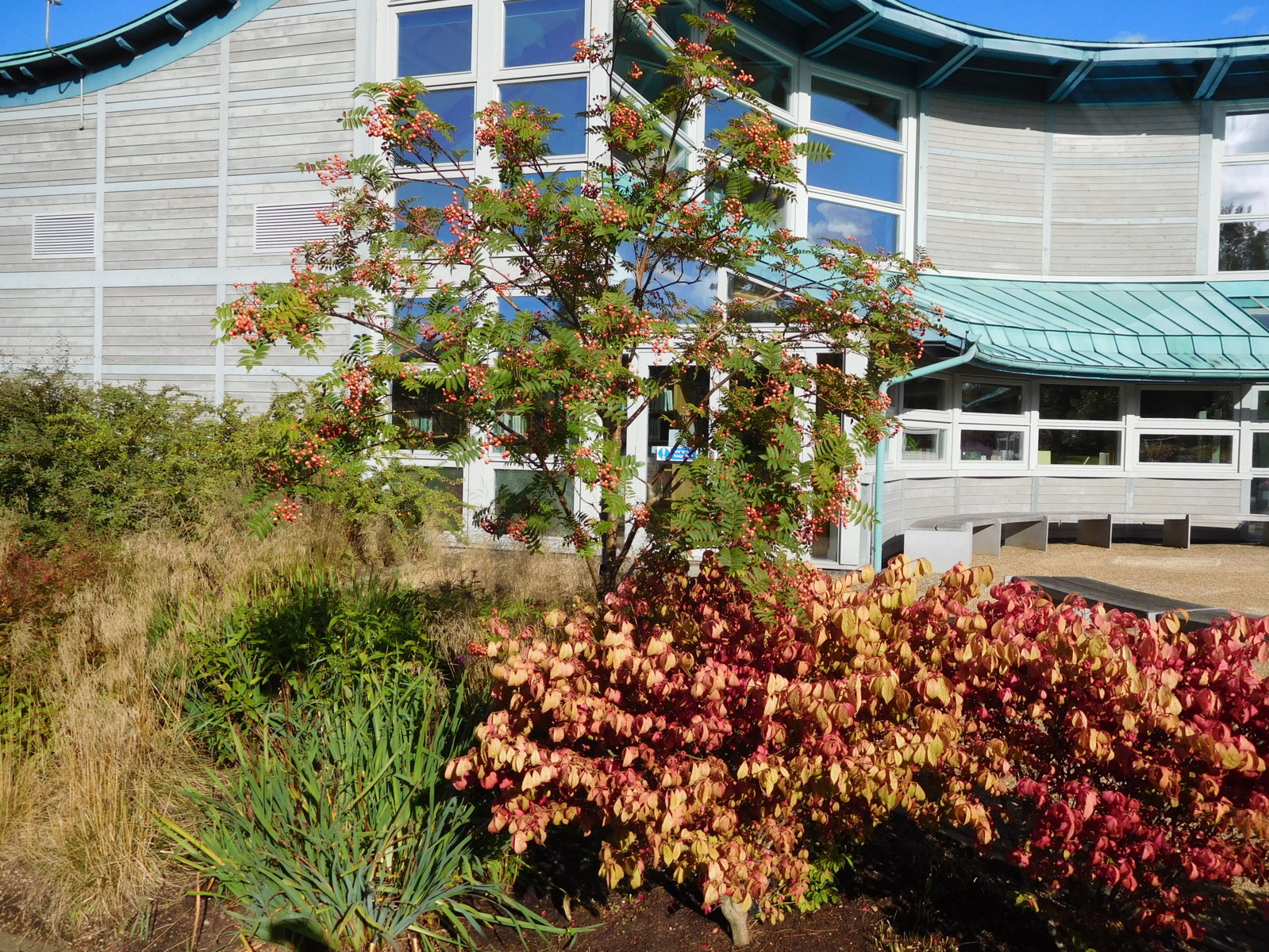 Galanthus : Sorbus "Copper Kettle" & "Sorbus Eastern Promise", Harlow ...