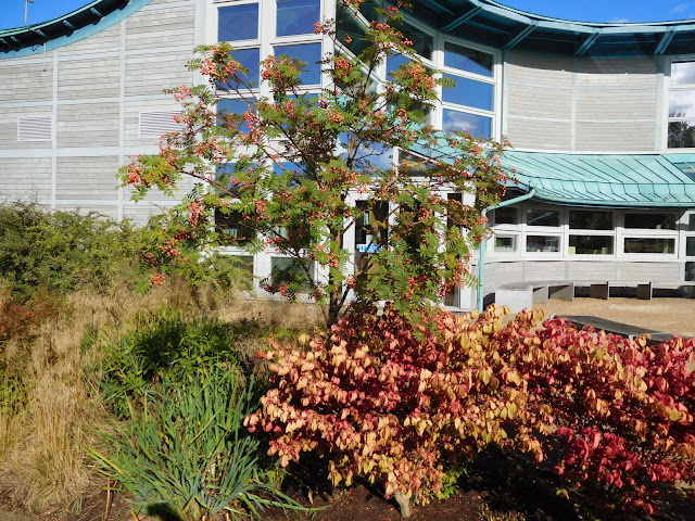 Galanthus : Sorbus "Copper Kettle" & "Sorbus Eastern Promise", Harlow ...