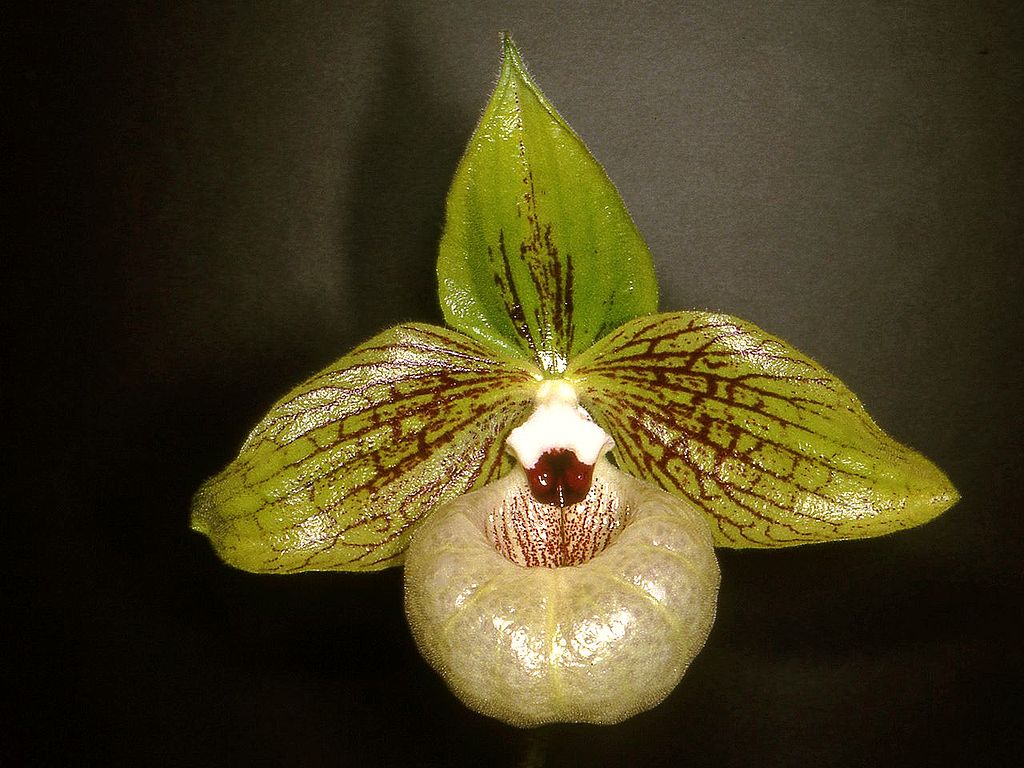 Paphiopedilum malipoense orchid plant care and culture | Travaldo's blog