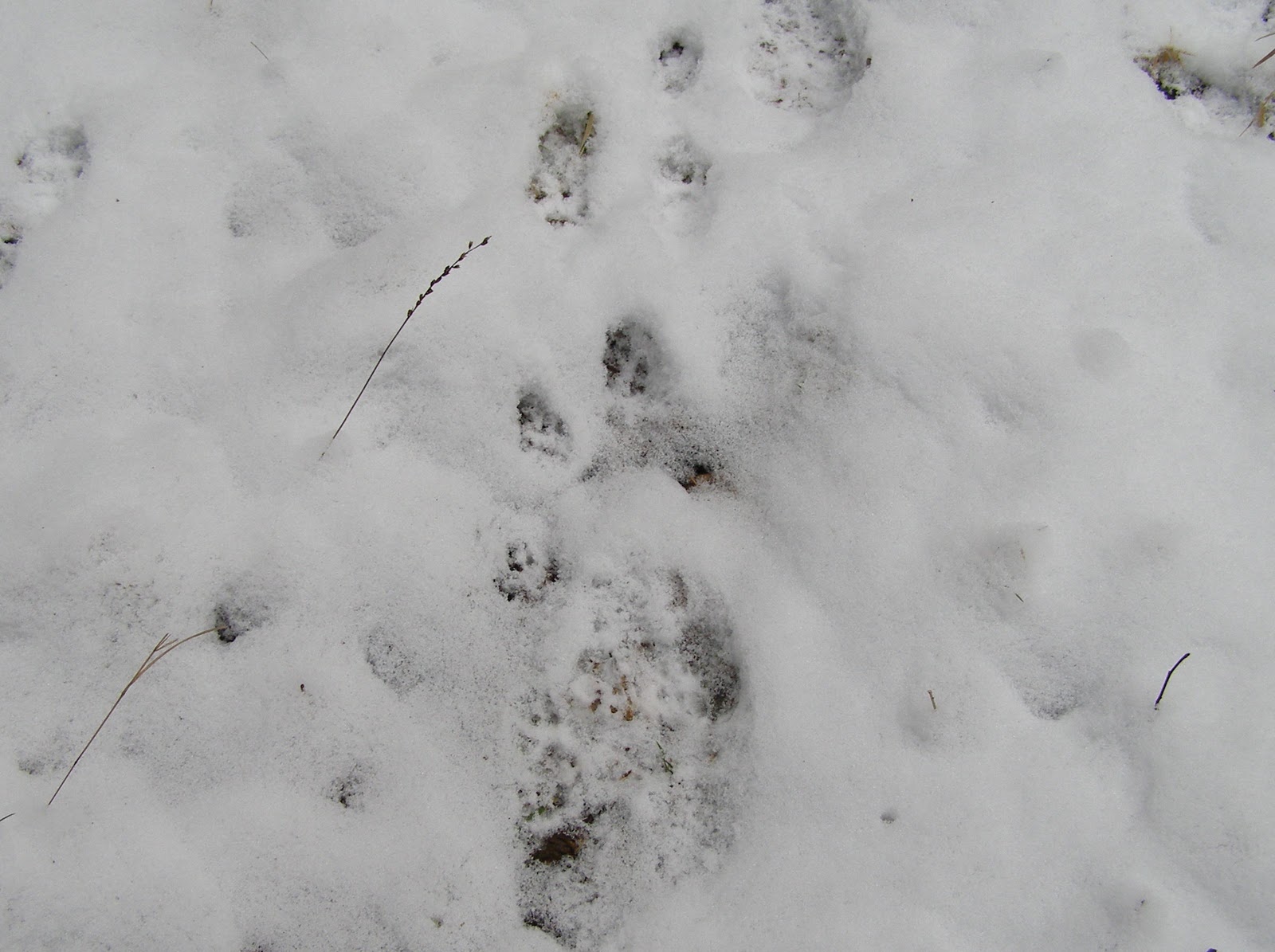 Blue Jay Barrens: A Few Tracks in the Snow