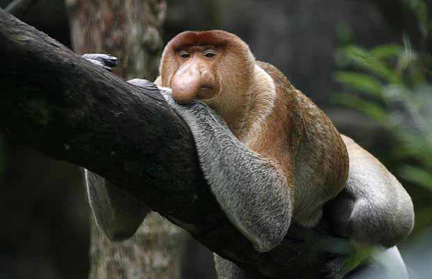 HQ Wallpapers: Proboscis Monkey Wallpapers