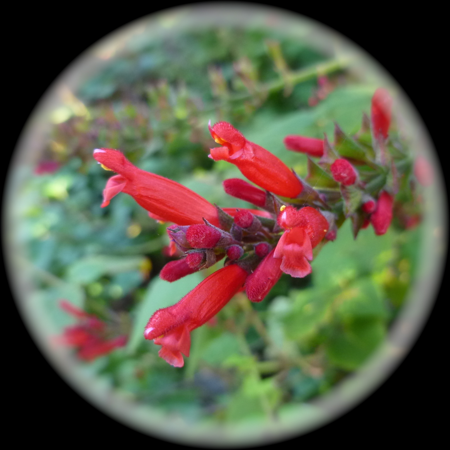 Flowers of San Francisco Botanical Garden: Salvias at SF Botanical Garden