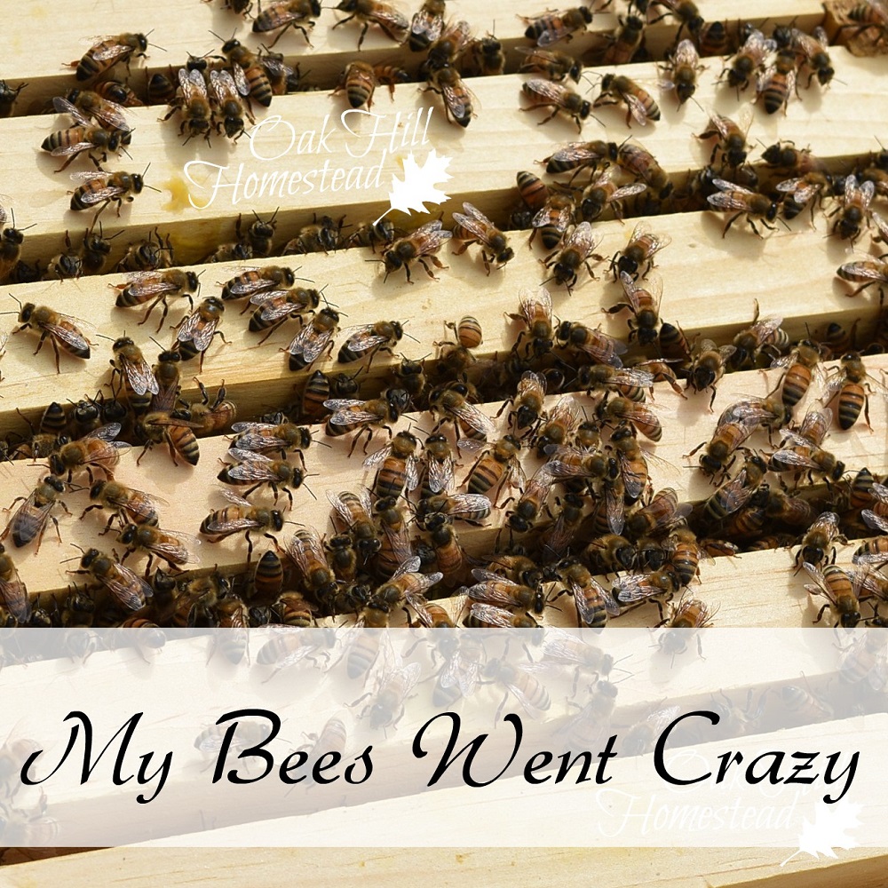My Bees Went Crazy - How NOT to Feed Your Bees - Oak Hill Homestead