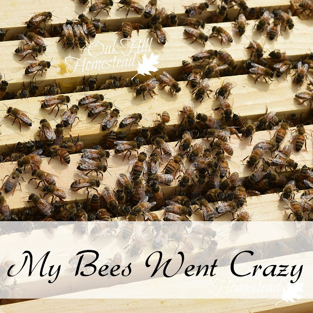 My Bees Went Crazy - How NOT to Feed Your Bees - Oak Hill Homestead