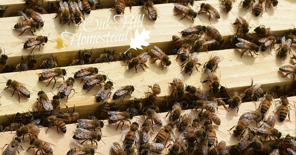 My Bees Went Crazy - How NOT to Feed Your Bees - Oak Hill Homestead