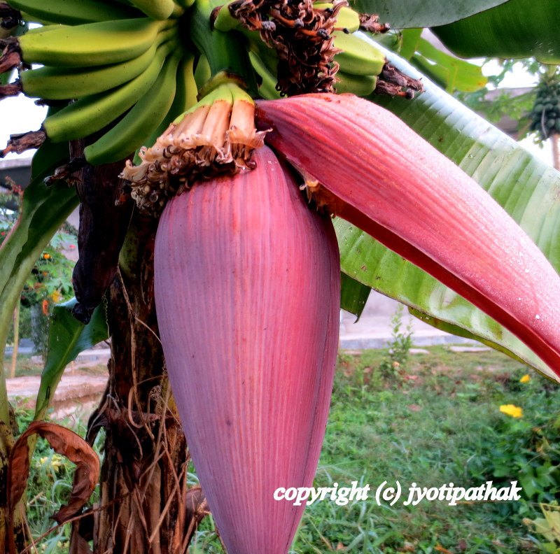 Taste of Nepal: Banana Blossom - Keraa ko Bungo - (केराको बुङ्गो)