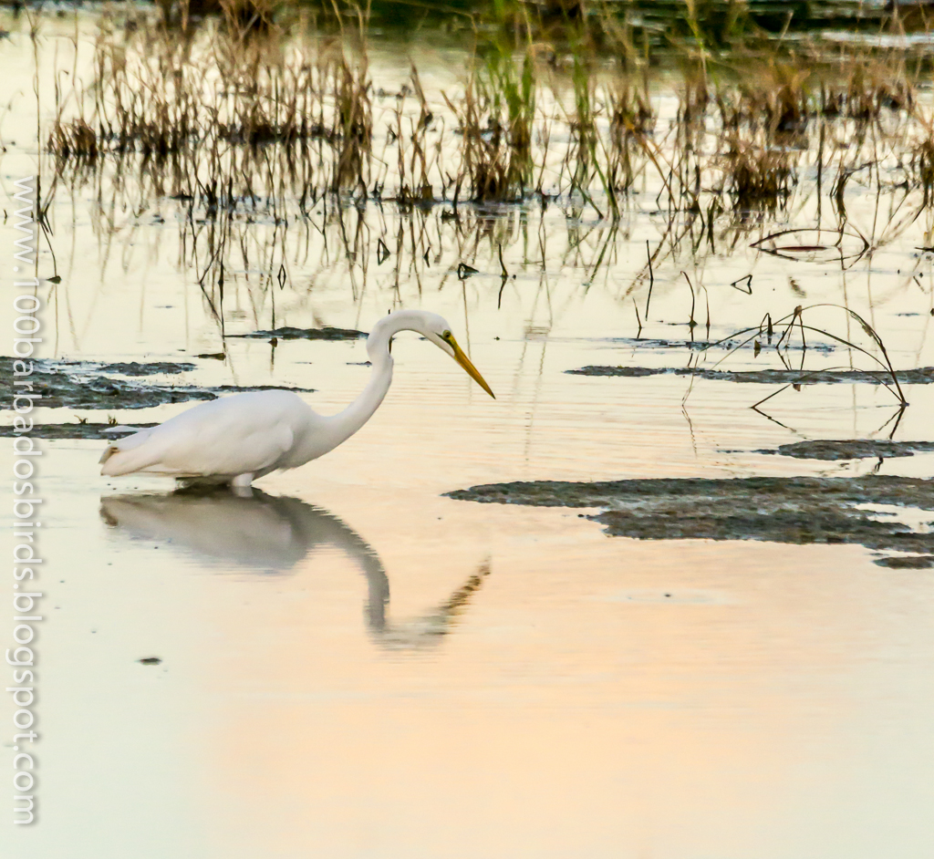 Birds of Barbados: November’s Birding