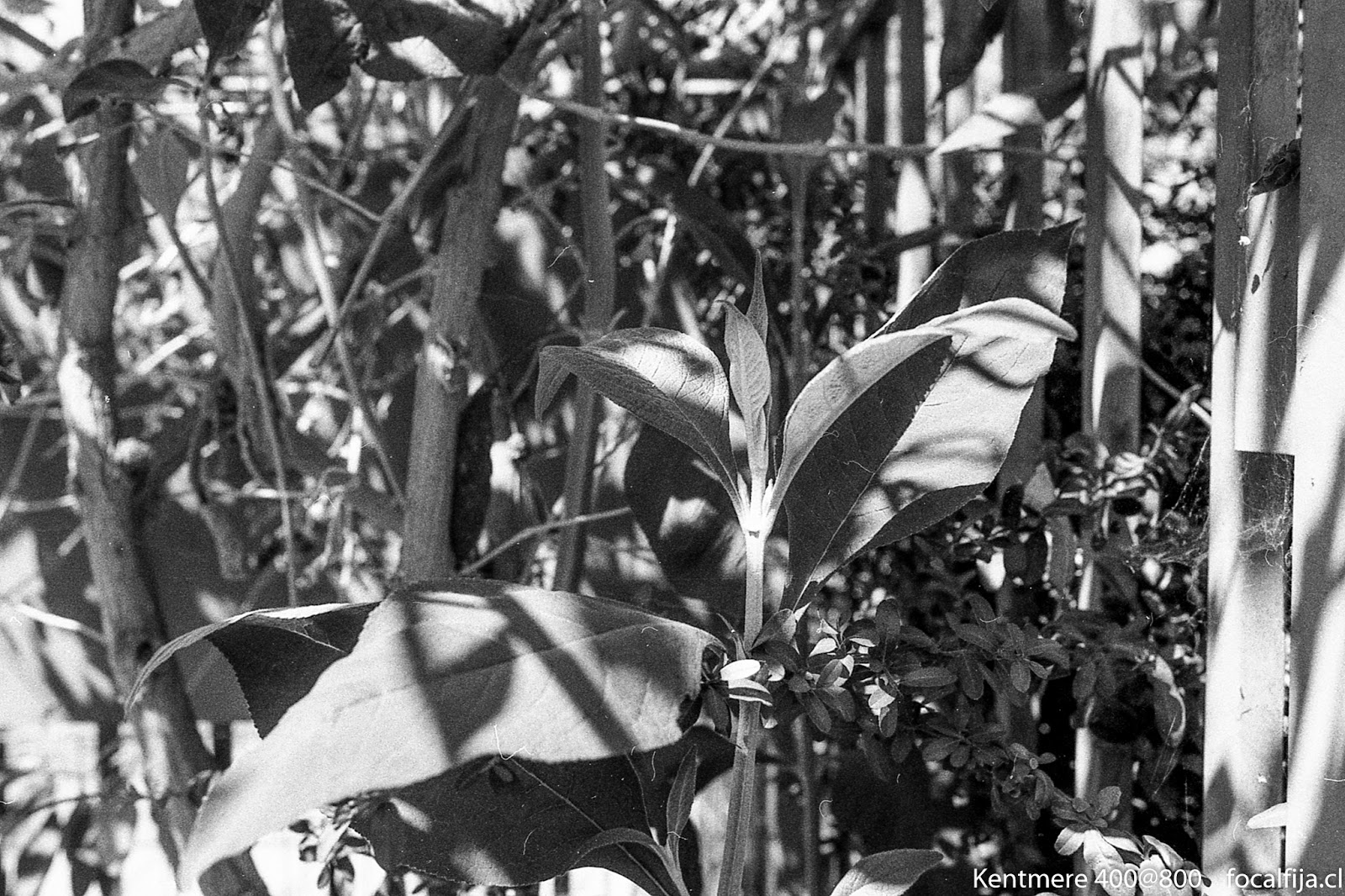 Kentmere 400 Push @800 @1600 @3200 Revelado con Rodinal