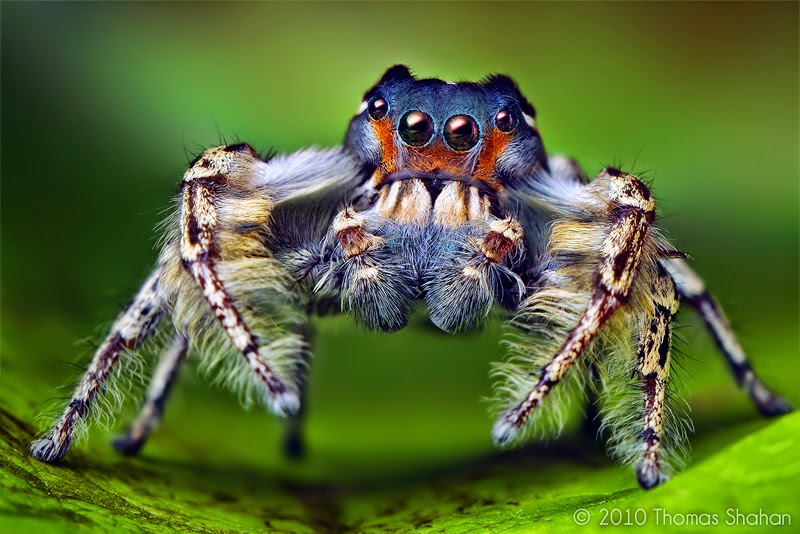 La Ciencia de la Vida : Artrópodos