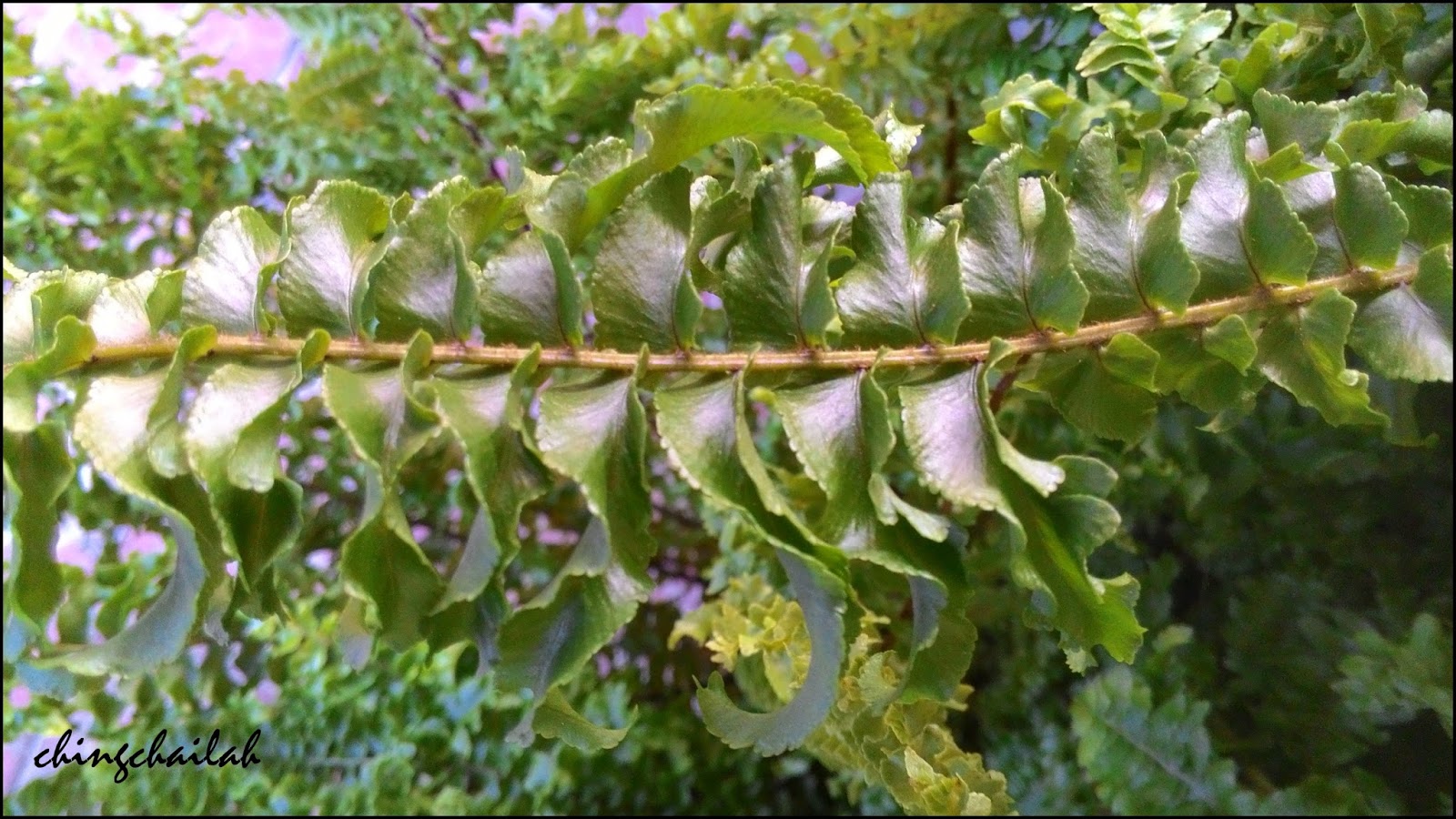 Simple Living In Nancy: GROWING FLUFFY RUFFLE FERN IN MY GARDEN.