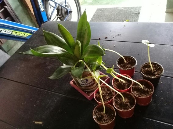 Cultivo Yoko por Reinaldo Moreira