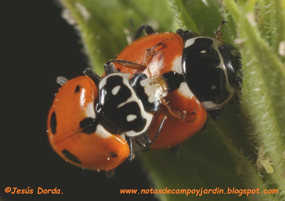 Notas de campo y jardín: Insectos en rojo y negro. Algunos de los ...