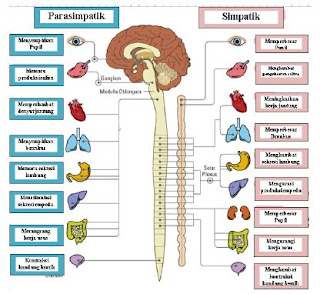 Materi Sistem Saraf Manusia Mapel Biologi kelas 11 SMA/MA - Lemari Soal