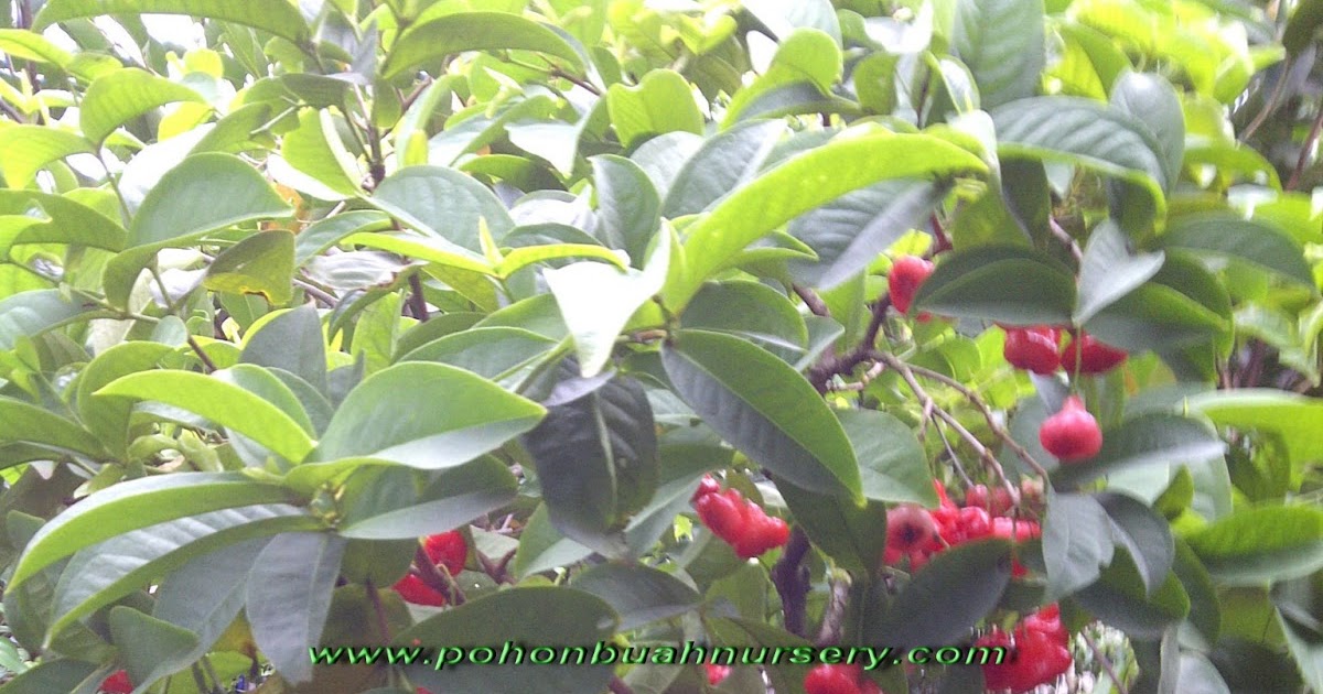 PBN: Jmb Air Kancing Merah