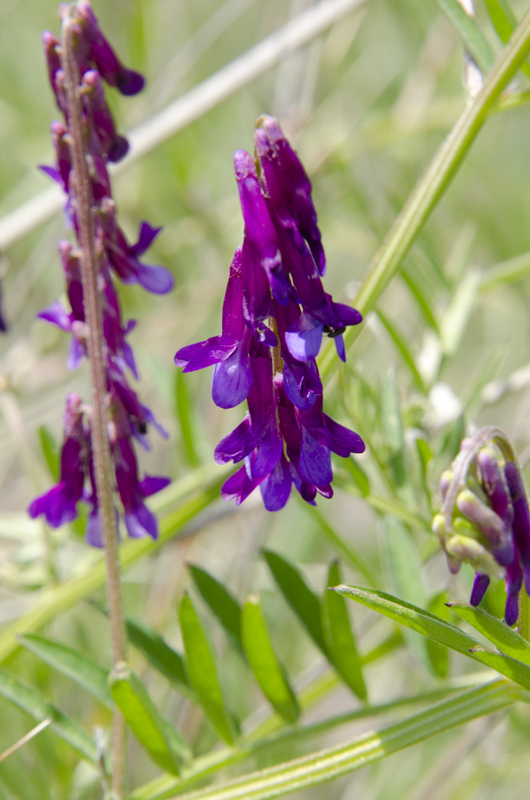 The Wayward Hawaiian: Winter Vetch