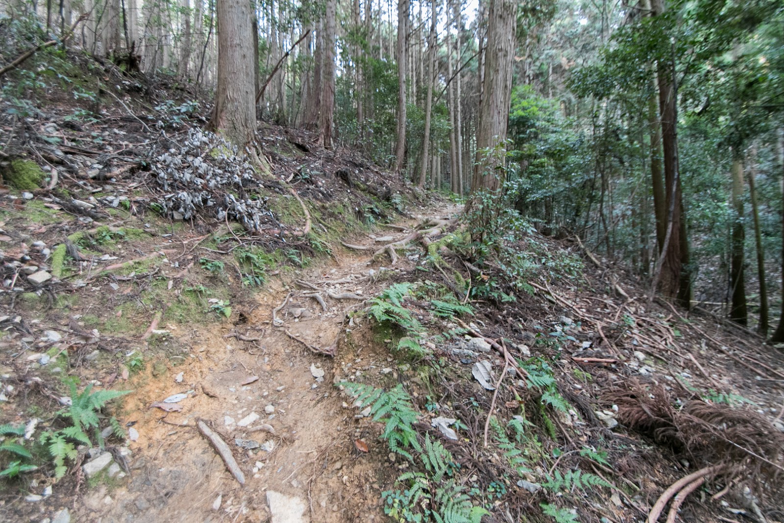 Kuroi Castle -Castle of red devil of Tanba province- | Japan Castle ...