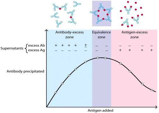 microbiology: Antigen Antibody interaction