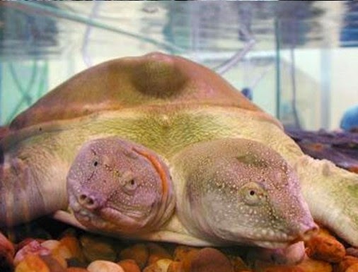 Mutaciones : Importancia