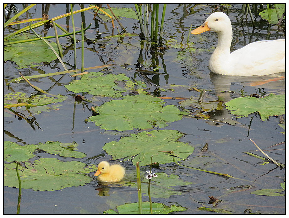 Käferchen: weiße Enten